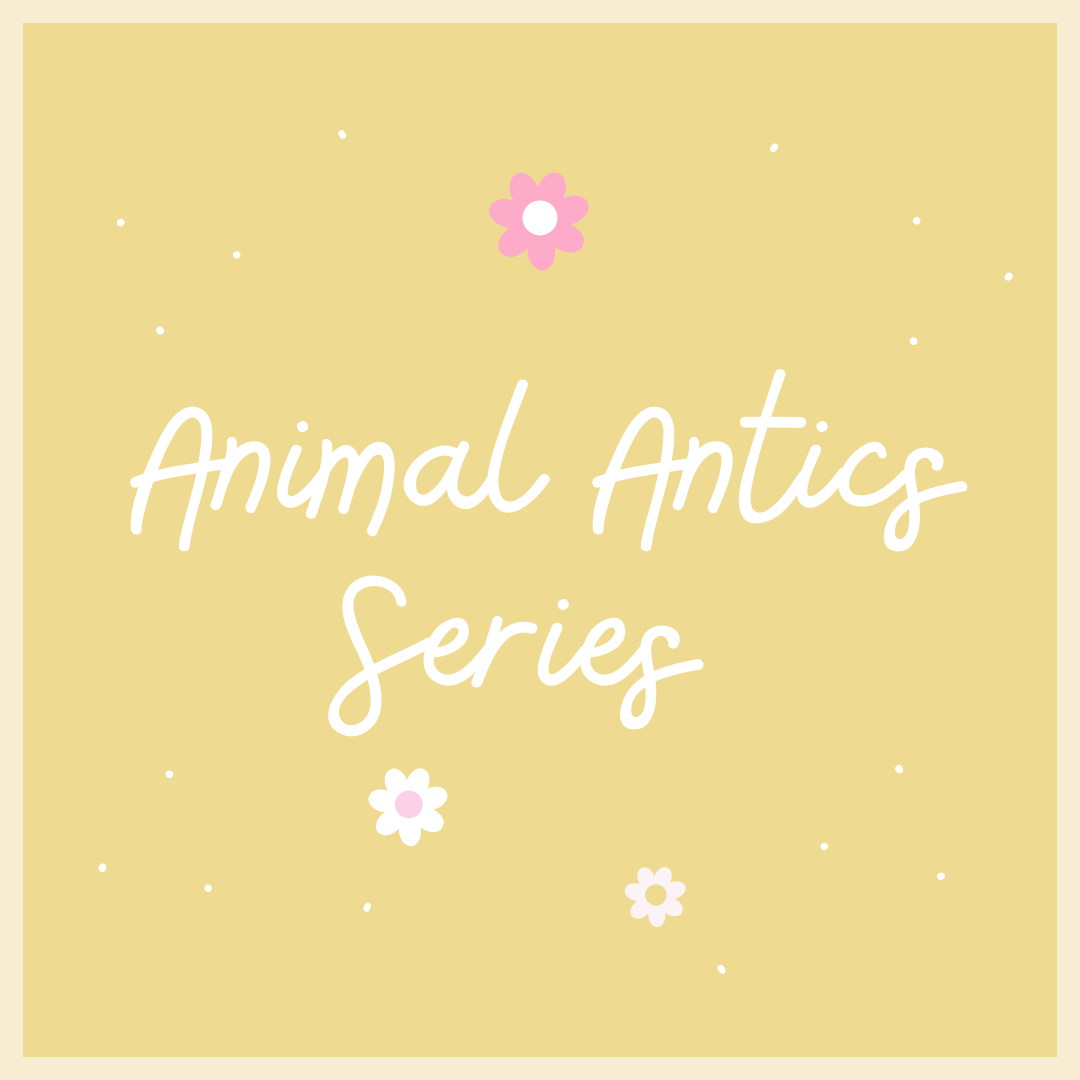 ANIMAL ANTICS SERIES – Darla's Fairy Tails